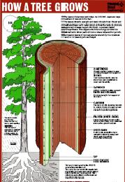 How a tree grows - The Construction Information Service